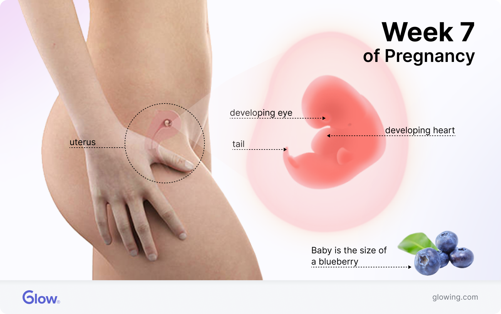 7 Weeks Pregnant: What to Expect and What to Do